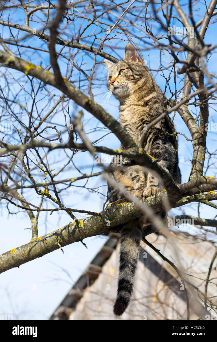 Spring cat is sitting high on the tree Stock Photo - Alamy