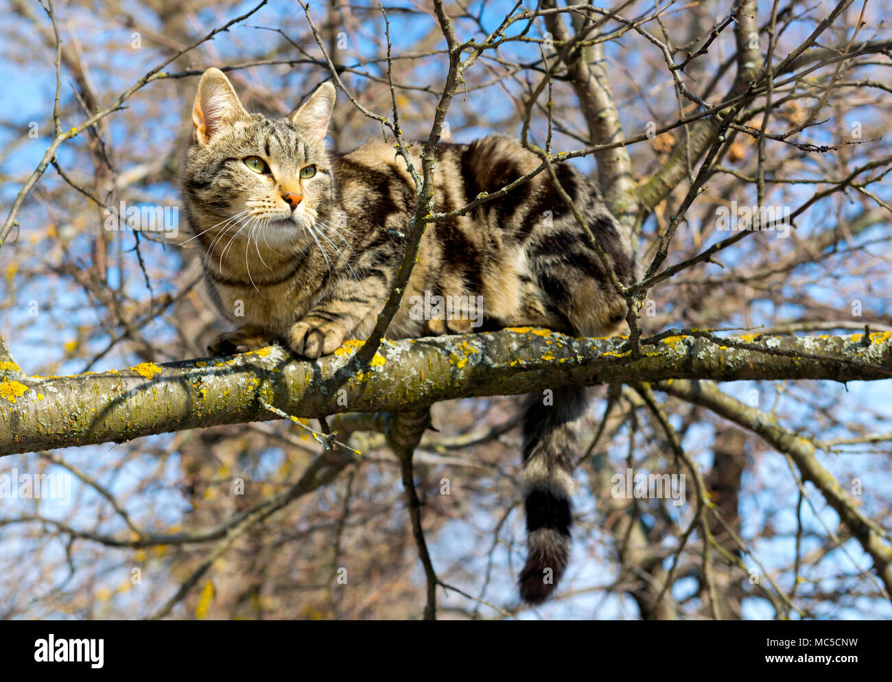 Spring cat is sitting high on the tree Stock Photo - Alamy