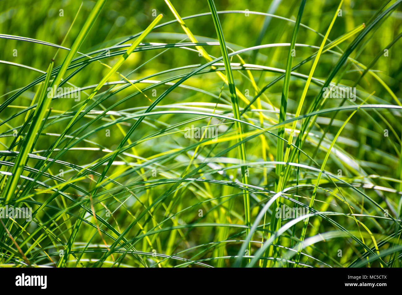 green grass. curved stalks of a green grass Stock Photo - Alamy