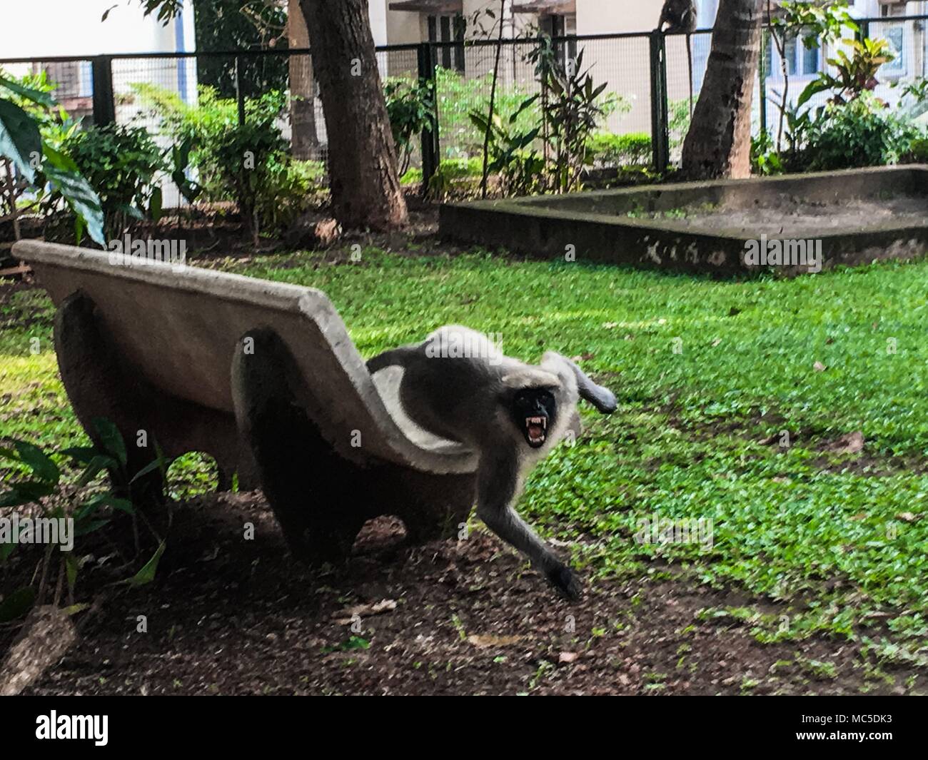 Furious Monkey attacking Photographer Stock Photo - Alamy