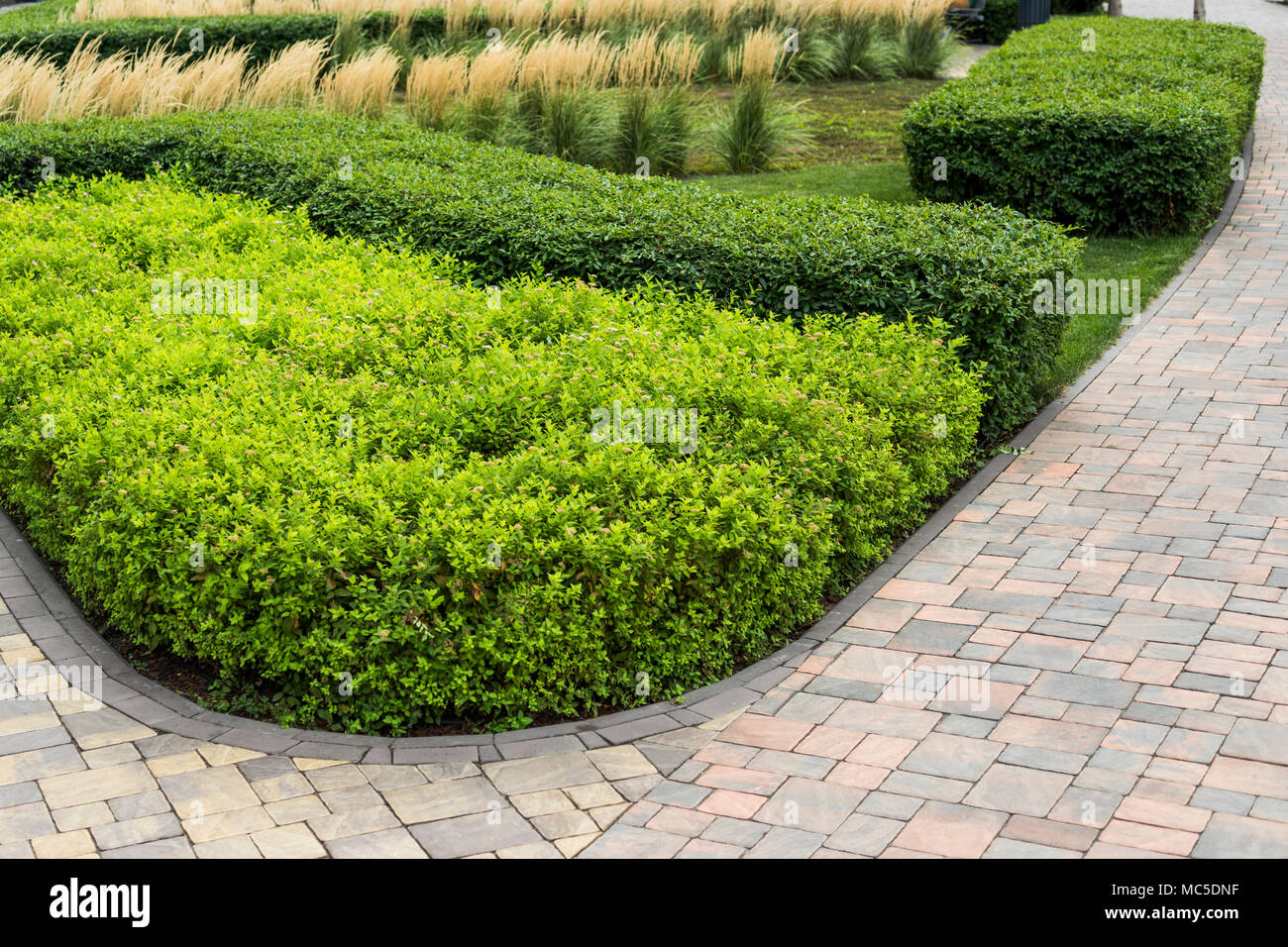 ornamental bushes decorating flower beds in the landscape Stock Photo ...
