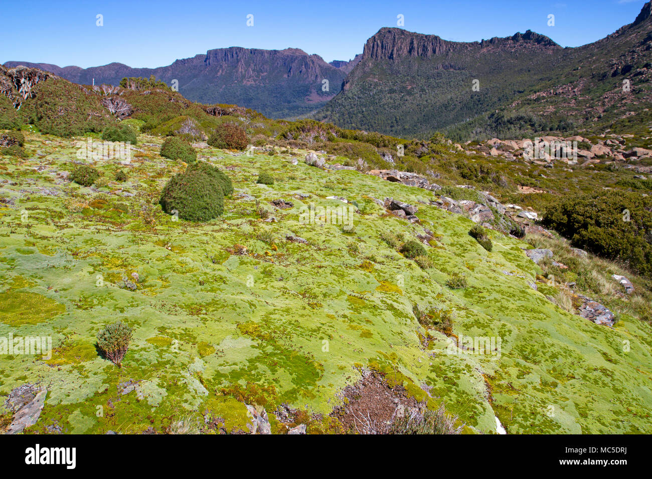 Cushion plants on Mt Ossa, Tasmania's highest mountain Stock Photo - Alamy