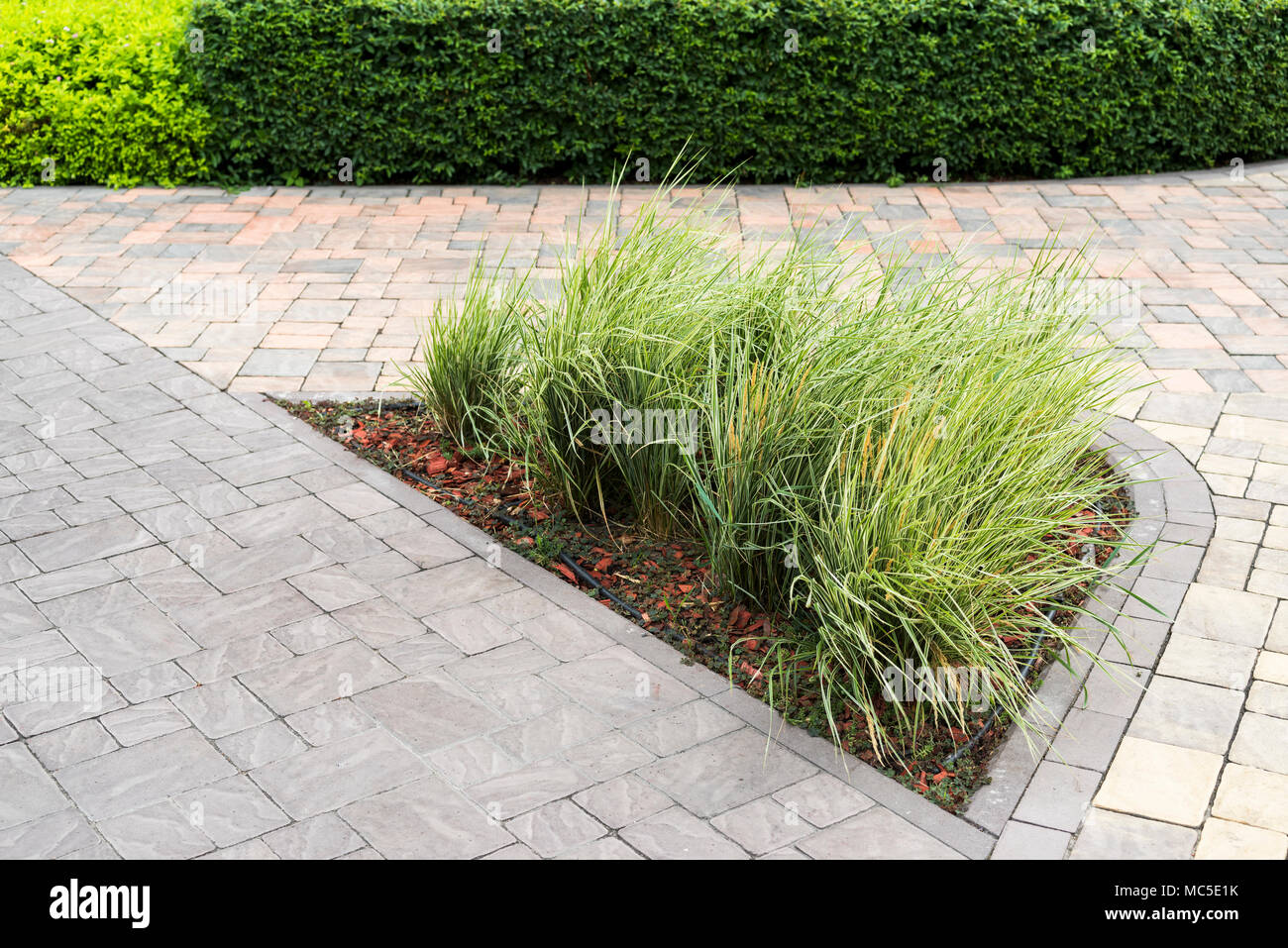 stone path with decorative bushes Stock Photo - Alamy