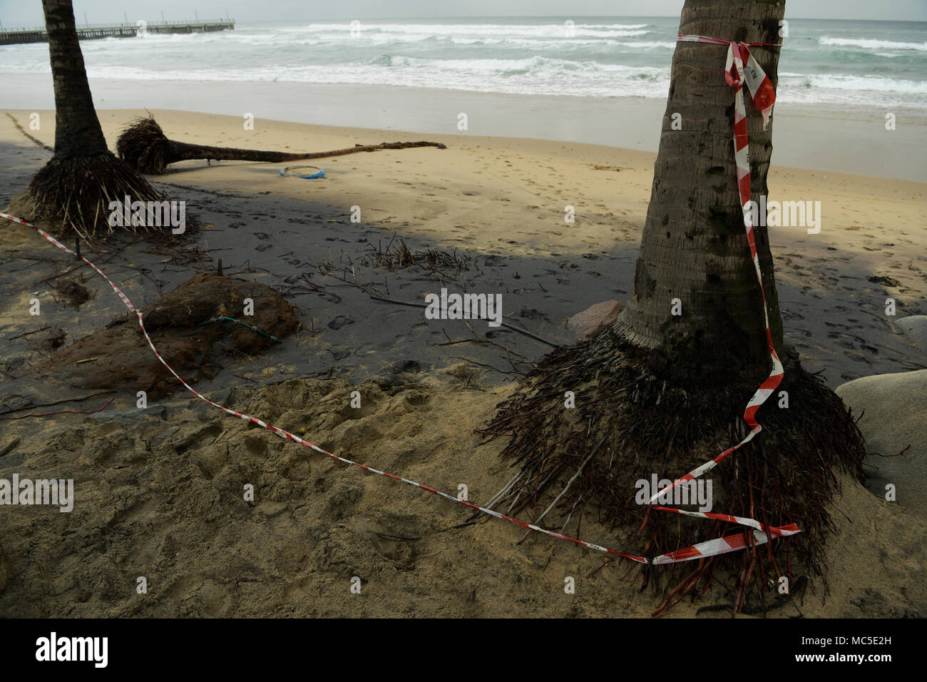 Durban, KwaZulu-Natal, South Africa, exposed roots of palm trees from ...