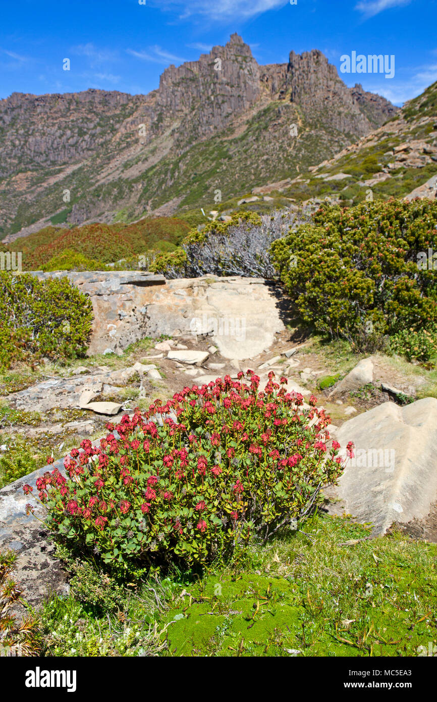 Mt Ossa, Tasmania's highest mountain Stock Photo - Alamy