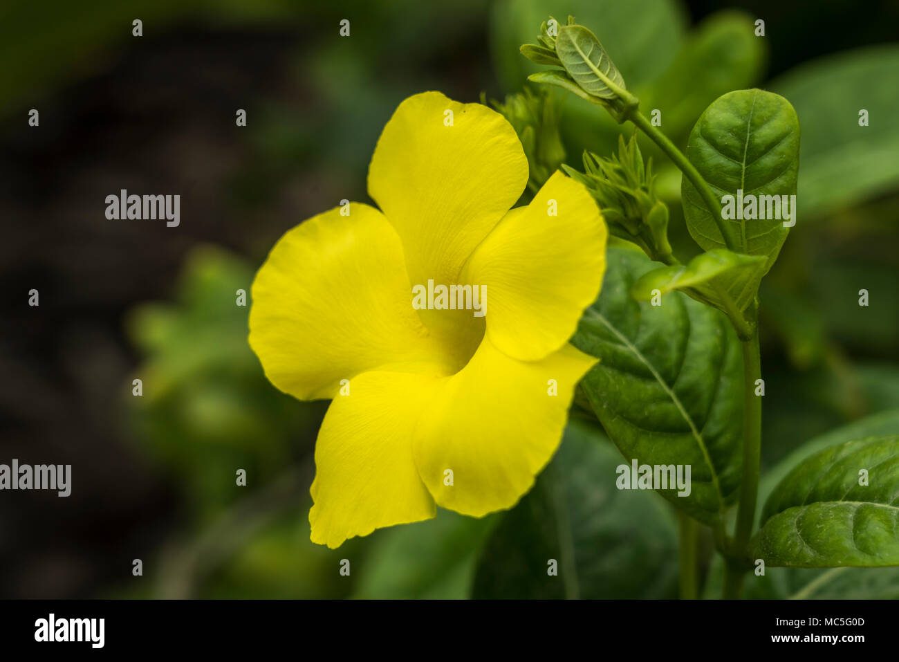 Decorative yellow tropical flowers along Jumeirah Beach, Dubai, UAE ...
