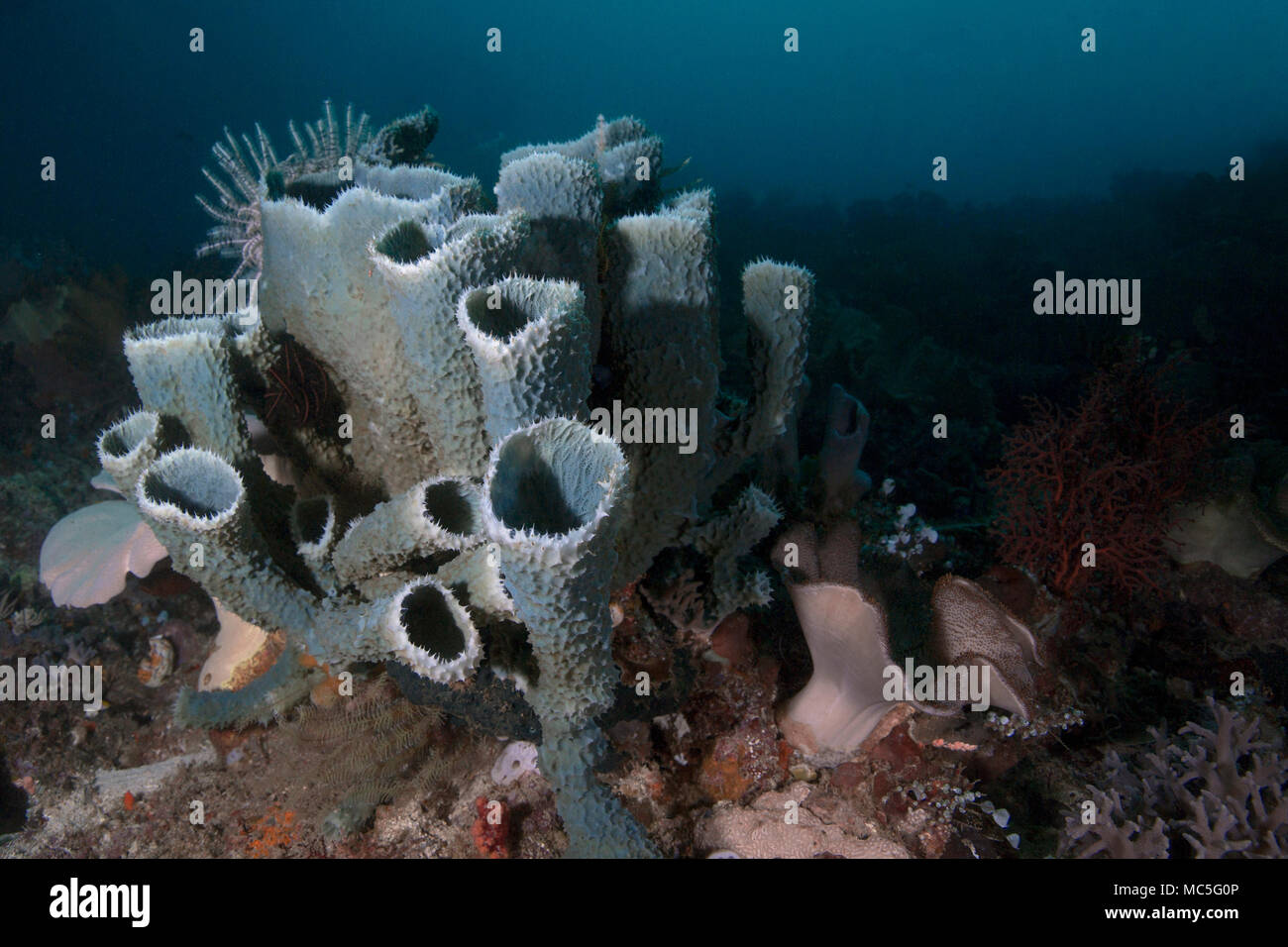 Cribrochalina and soft corals in the Ceram sea, Raja Ampat, West Papua ...