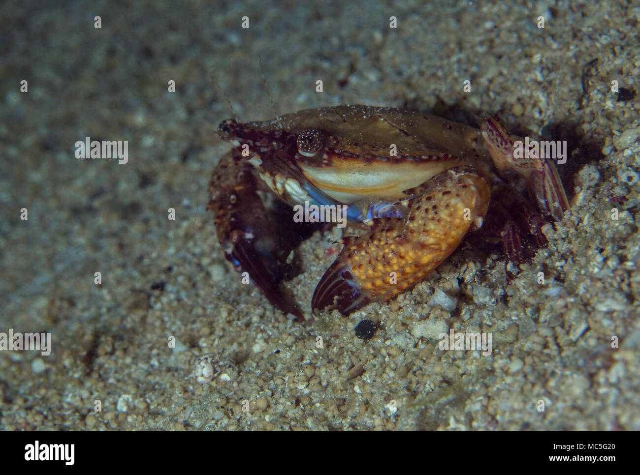 Crab in the Ceram sea, Raja Ampat, West Papua, Indonesia Stock Photo ...