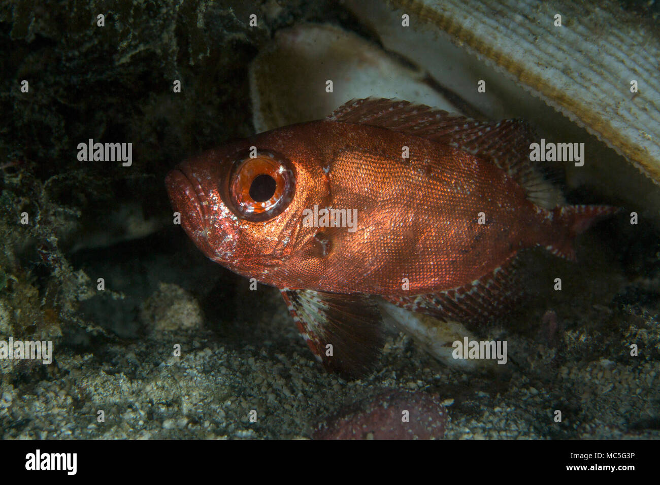 Soldier fish at the night time. Picture was taken in the Ceram sea ...