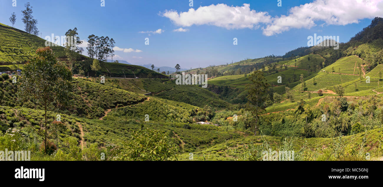 Panoramic view tea plantations in hi-res stock photography and images ...