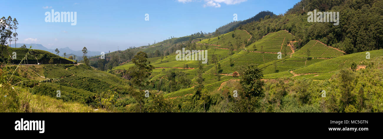 Horizontal panoramic view of the Nanu-oya river valley in Nuwara Eliya ...