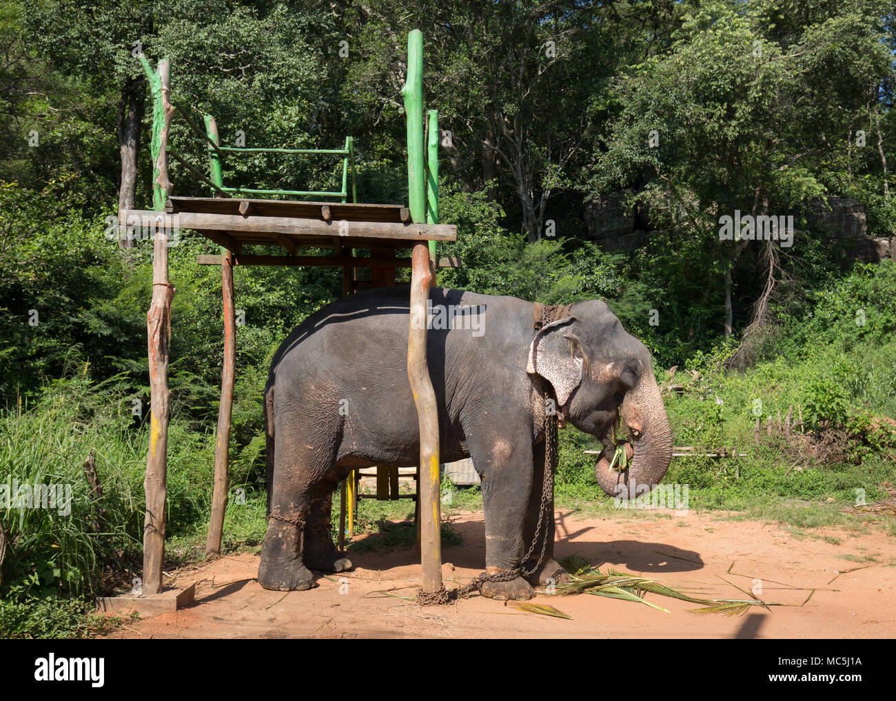 Elephant eating bamboo hi-res stock photography and images - Alamy