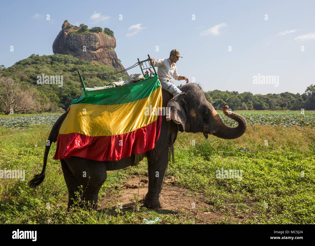 Tourist riding on an elephant near Sigiriya, Central Province, Sri ...