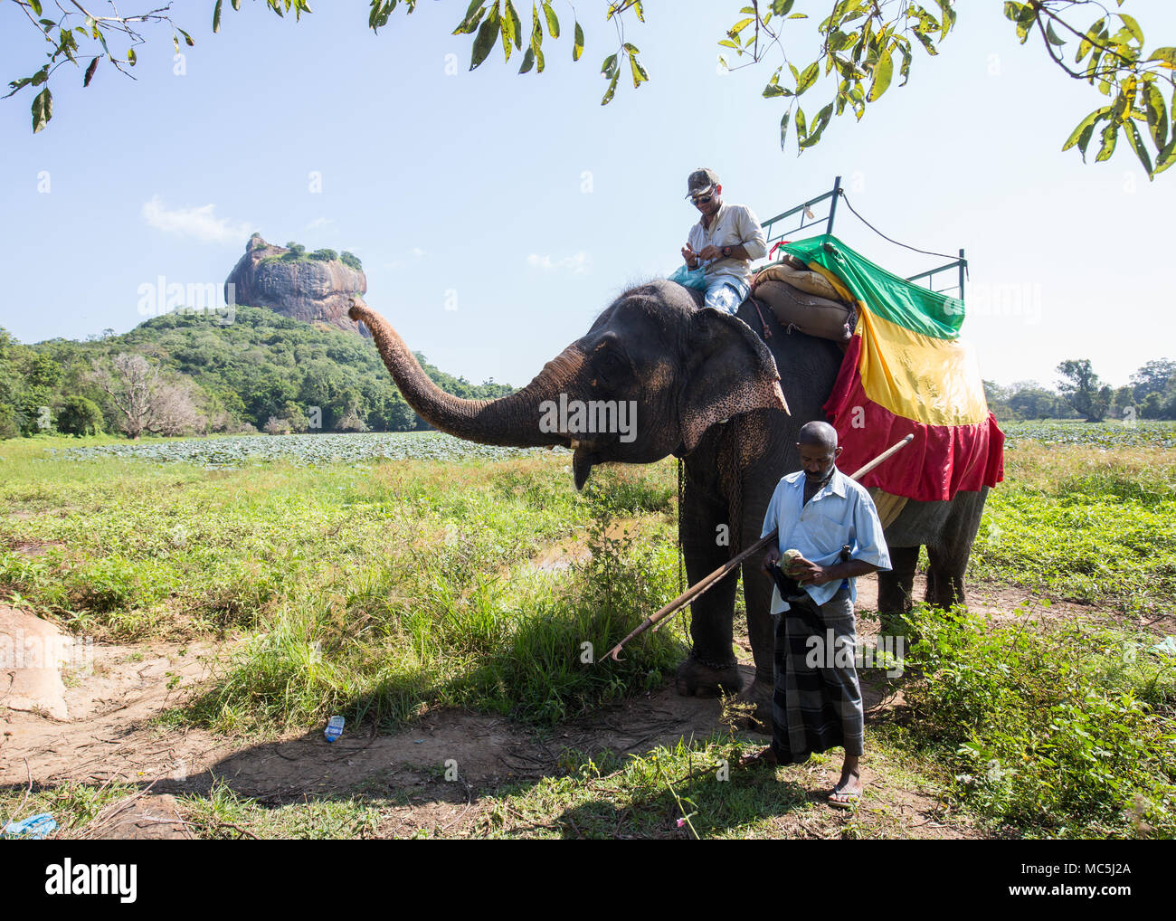 Sigiriya rock fortress elephant hi-res stock photography and images - Alamy