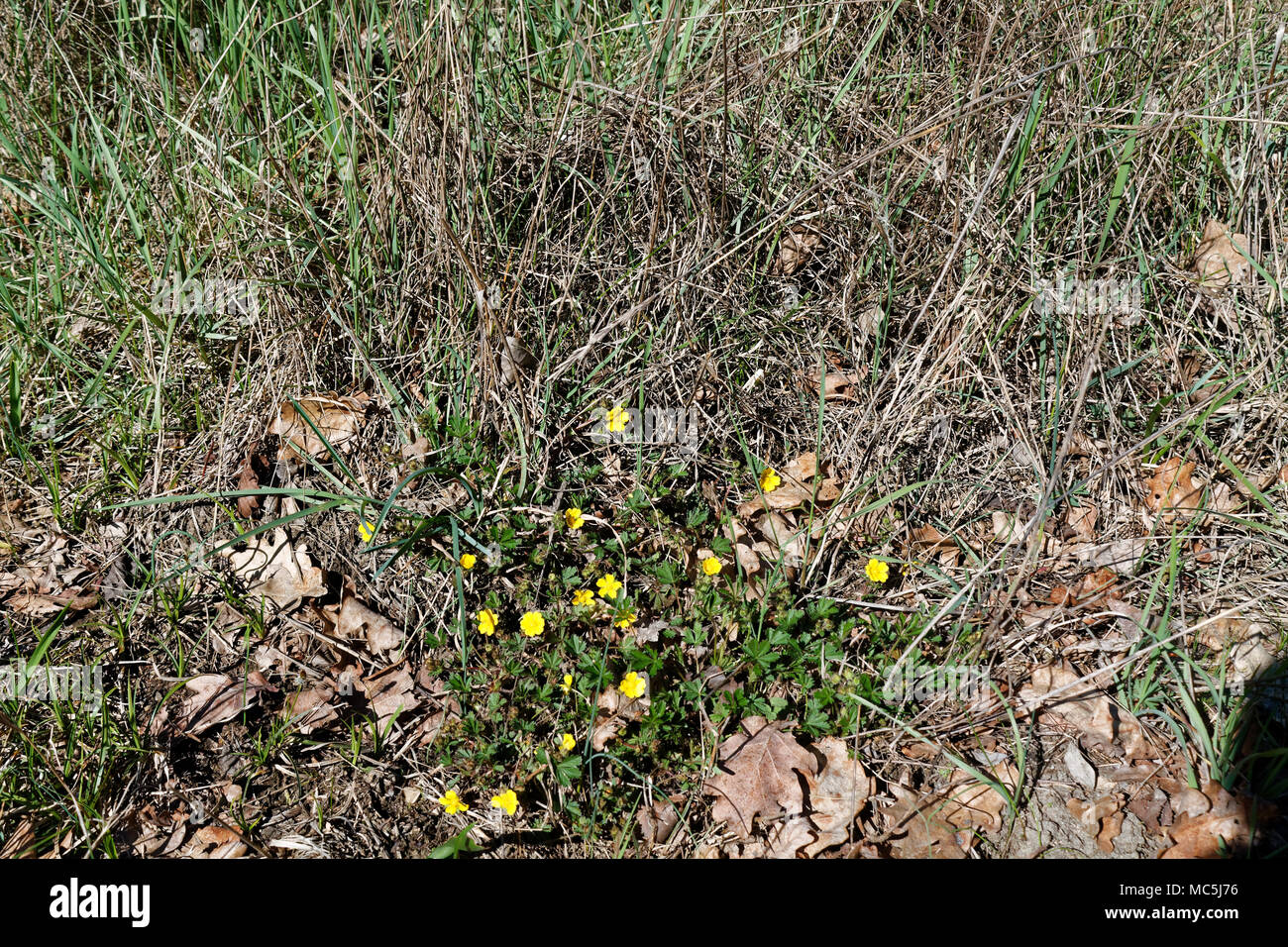 Spring flowers in fresh forest, good for meditation and mind cleaning ...