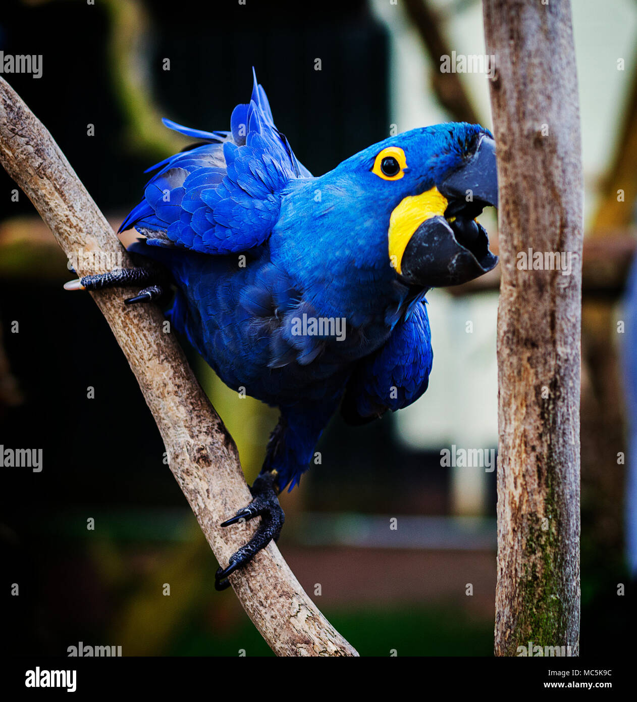 Rare, endangered Hyacinth Macaw (Parrot) perched on a branch, beautiful ...