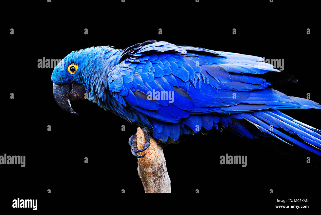 Rare, endangered Hyacinth Macaw (Parrot) perched on a branch, beautiful ...