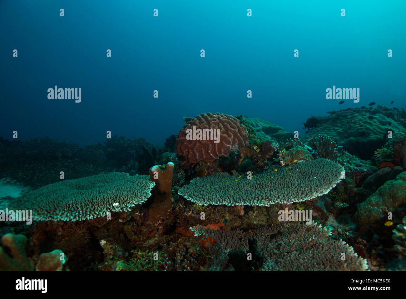 Wonderful hard corals. Picture was taken in the Ceram sea, Raja Ampat ...