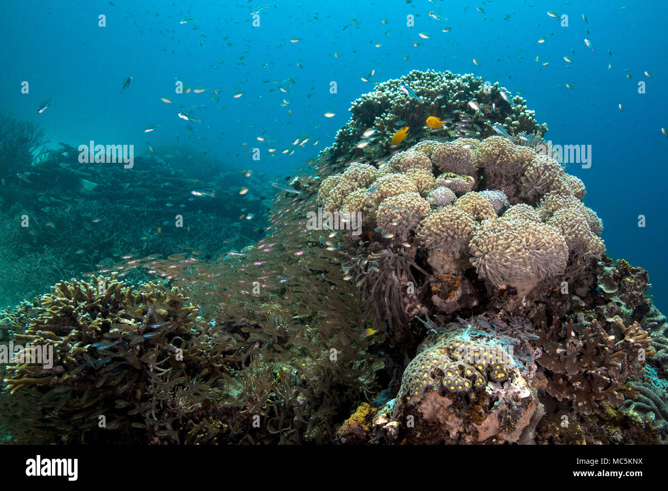 Beautiful soft corals, wonderful hard corals and life around them ...