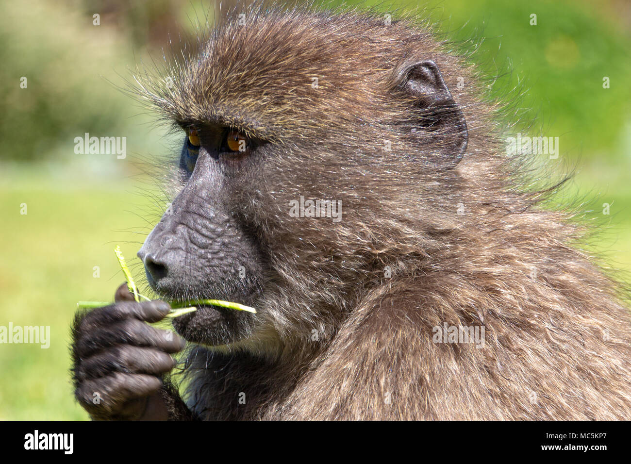 Baboons and africa hi-res stock photography and images - Alamy