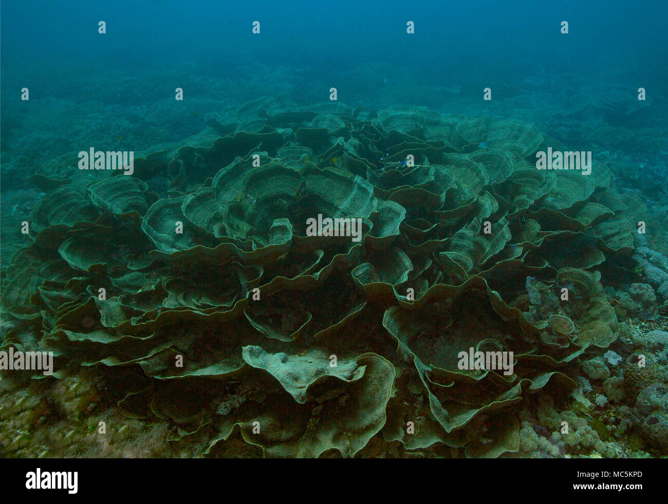 Yellow scroll coral (Turbinaria reniformes). Picture was taken in the ...