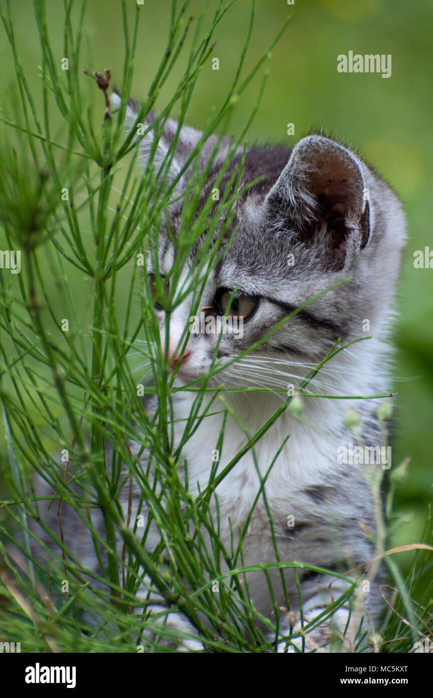 Young cat hi-res stock photography and images - Alamy