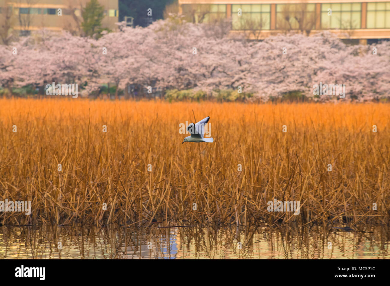 very beautiful seagull bird flying and japan sakura cherry blossom ...