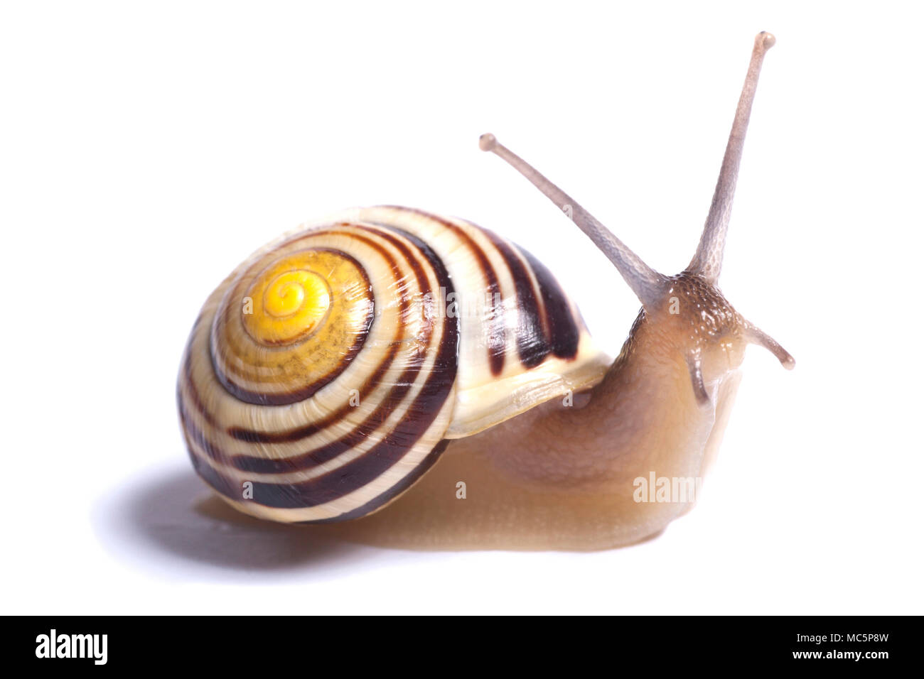 Pretty snail shell hi-res stock photography and images - Alamy