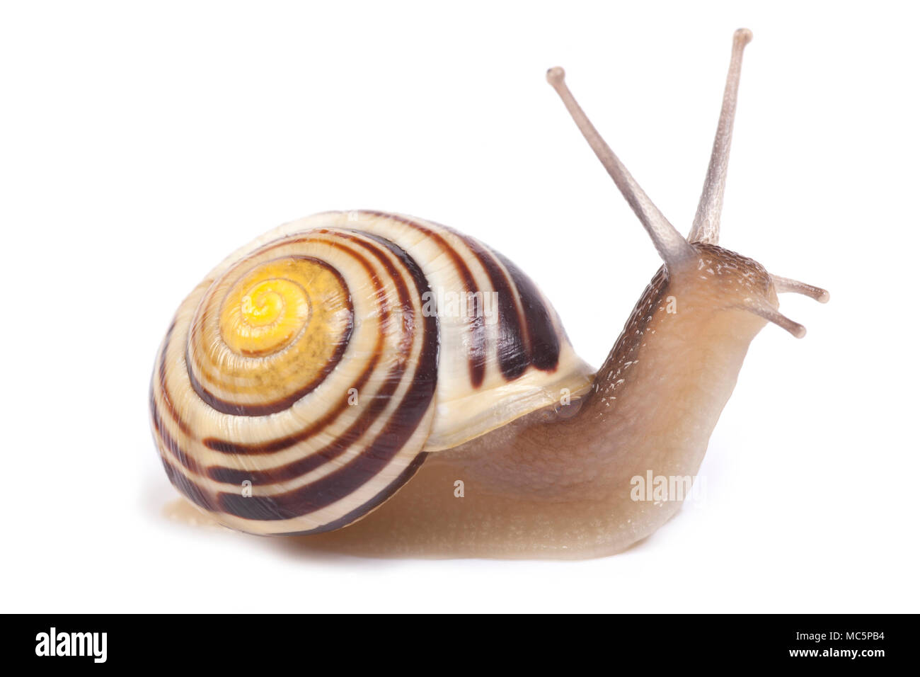 Snail uk Cut Out Stock Images & Pictures - Alamy