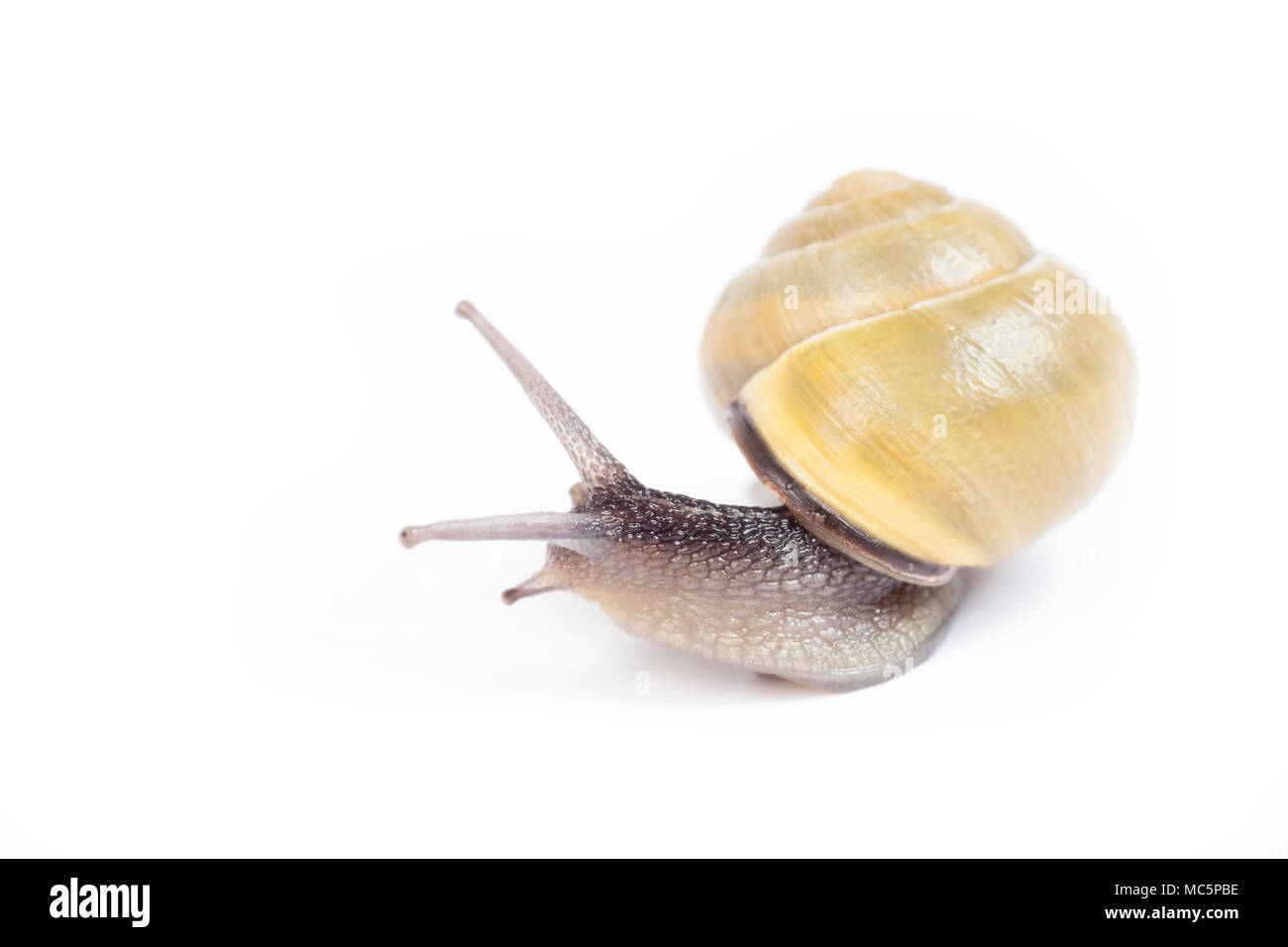 Snails uk Cut Out Stock Images & Pictures - Alamy