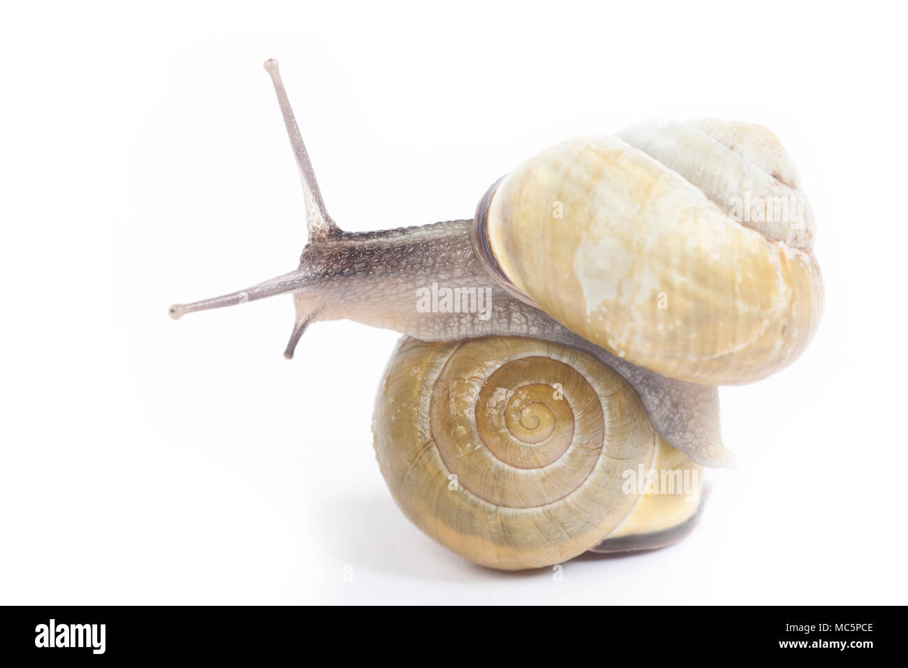 Brown-lipped snail, Cepaea nemoralis. It can display a wide range of ...