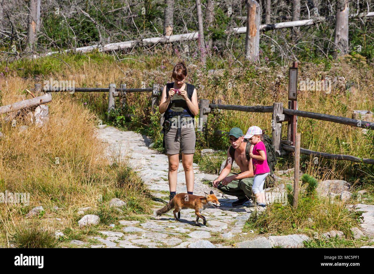 Bitchfox hi-res stock photography and images - Alamy