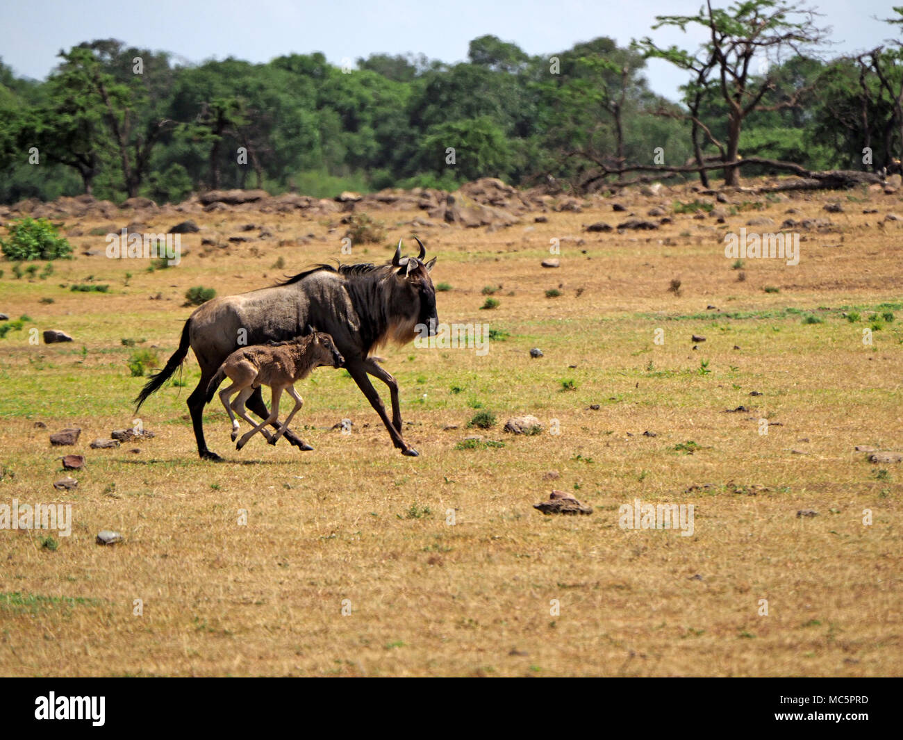 Precocious child hi-res stock photography and images - Alamy
