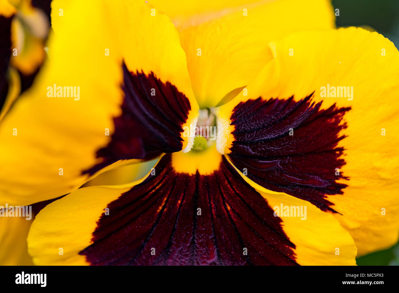 Flower pense pansy hi-res stock photography and images - Alamy