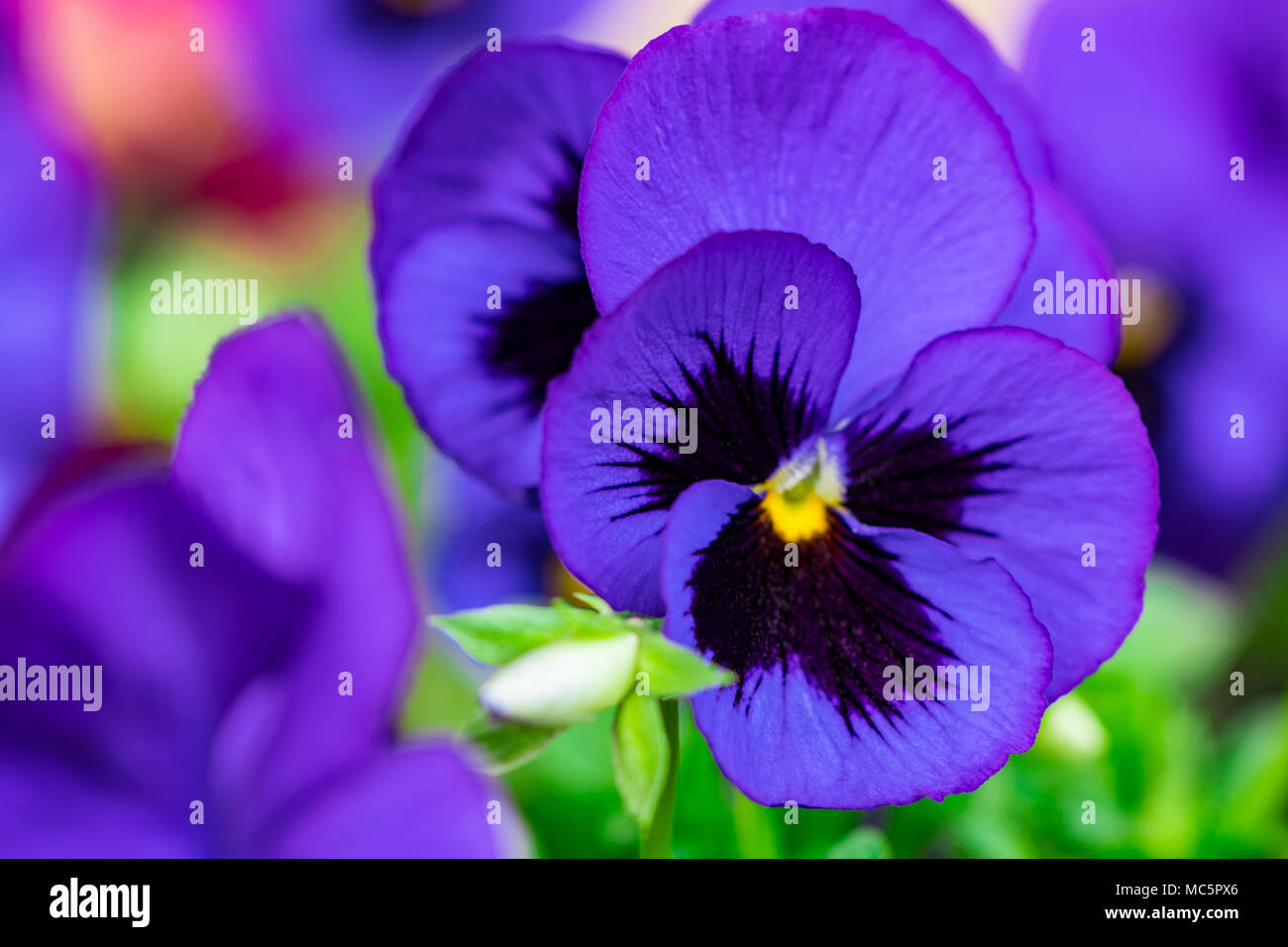 Pensee flower hi-res stock photography and images - Alamy