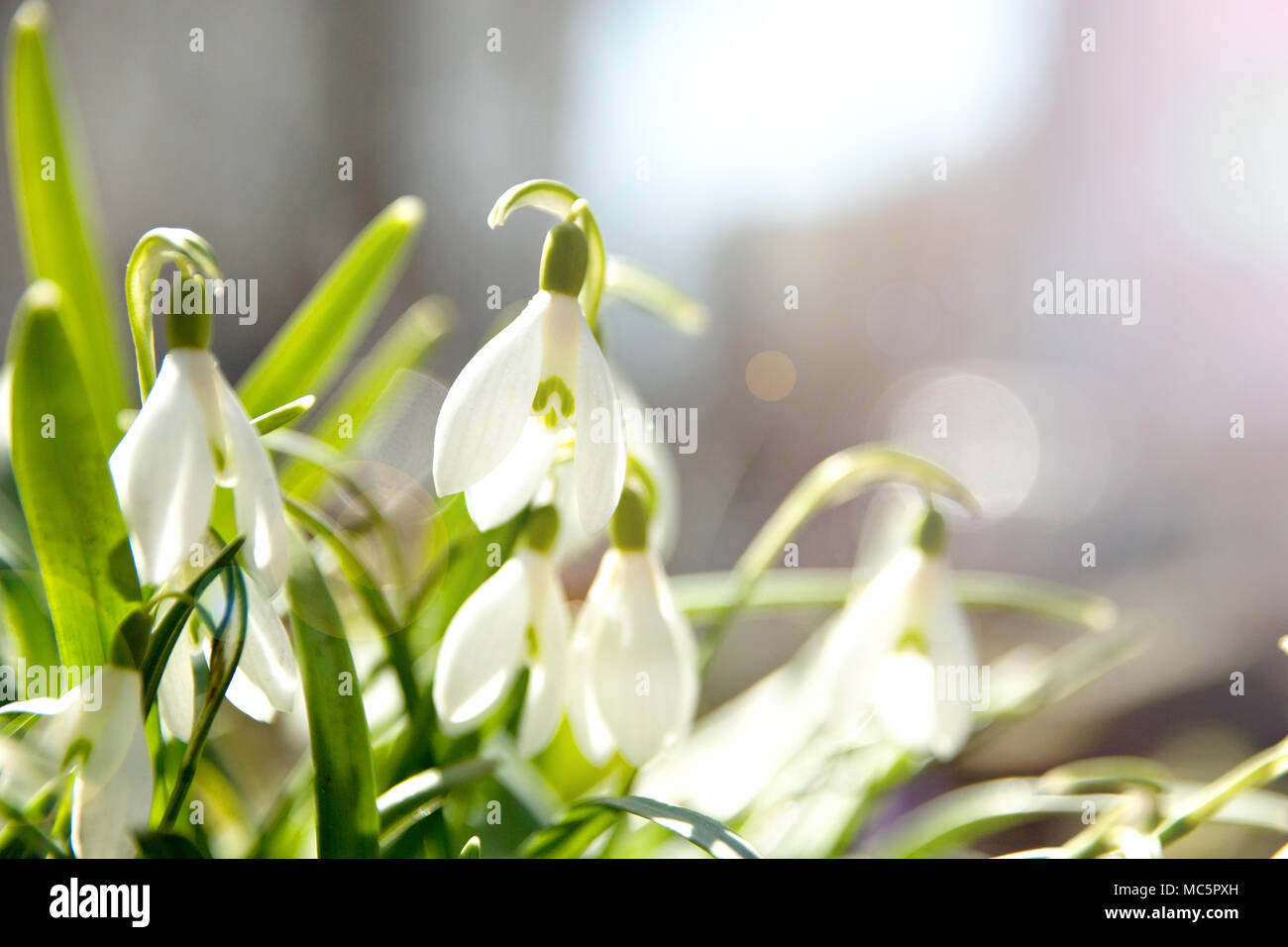snowdrops first spring flowers in sunlight Stock Photo - Alamy