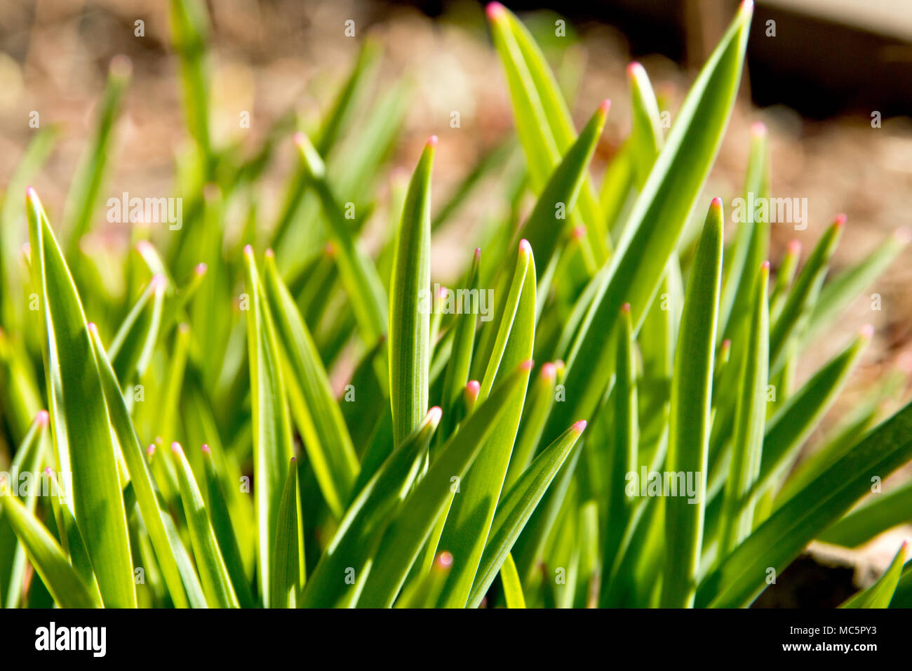 spring green grass in the sun Stock Photo - Alamy