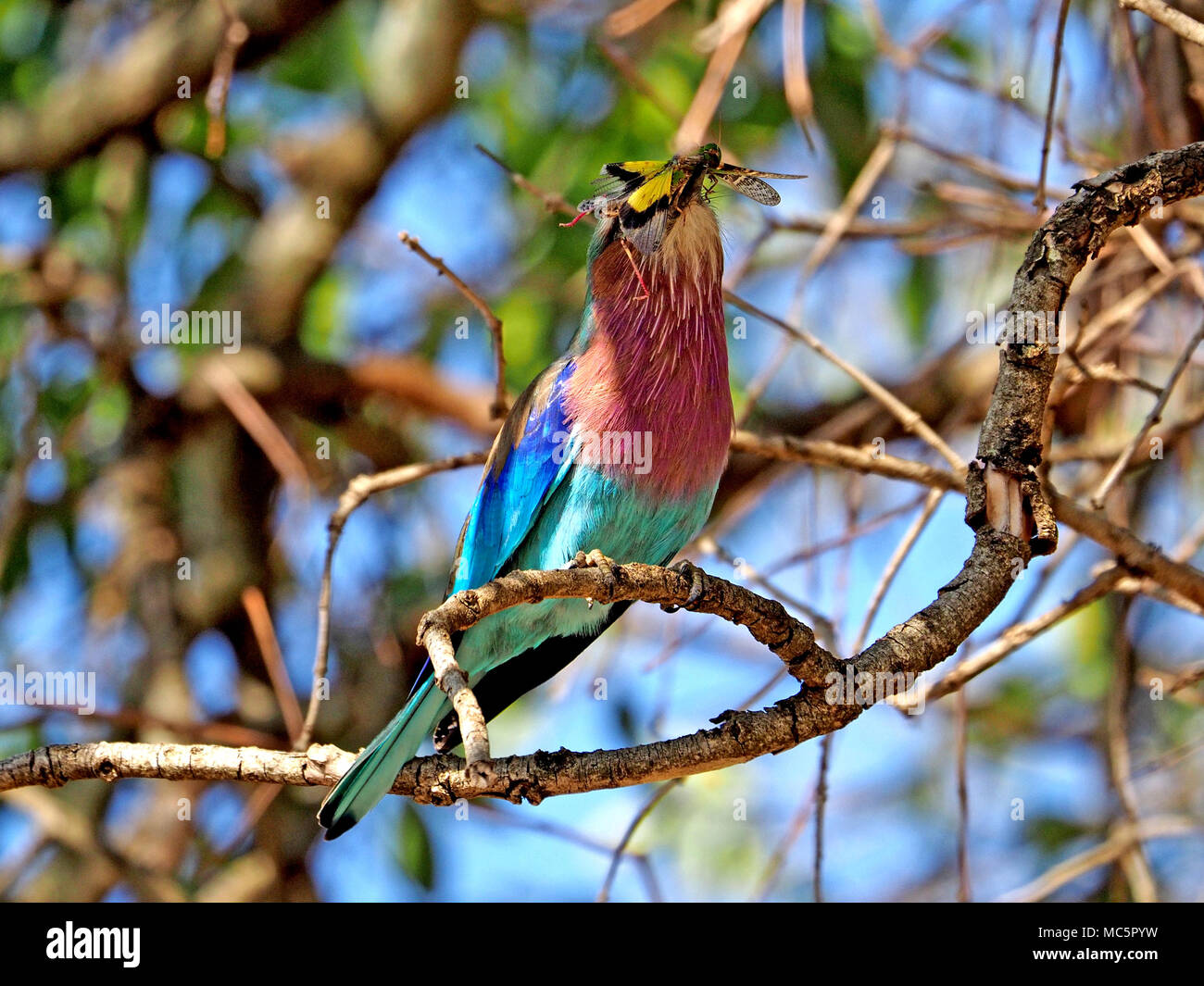 Gastrimargus musicus hi-res stock photography and images - Alamy