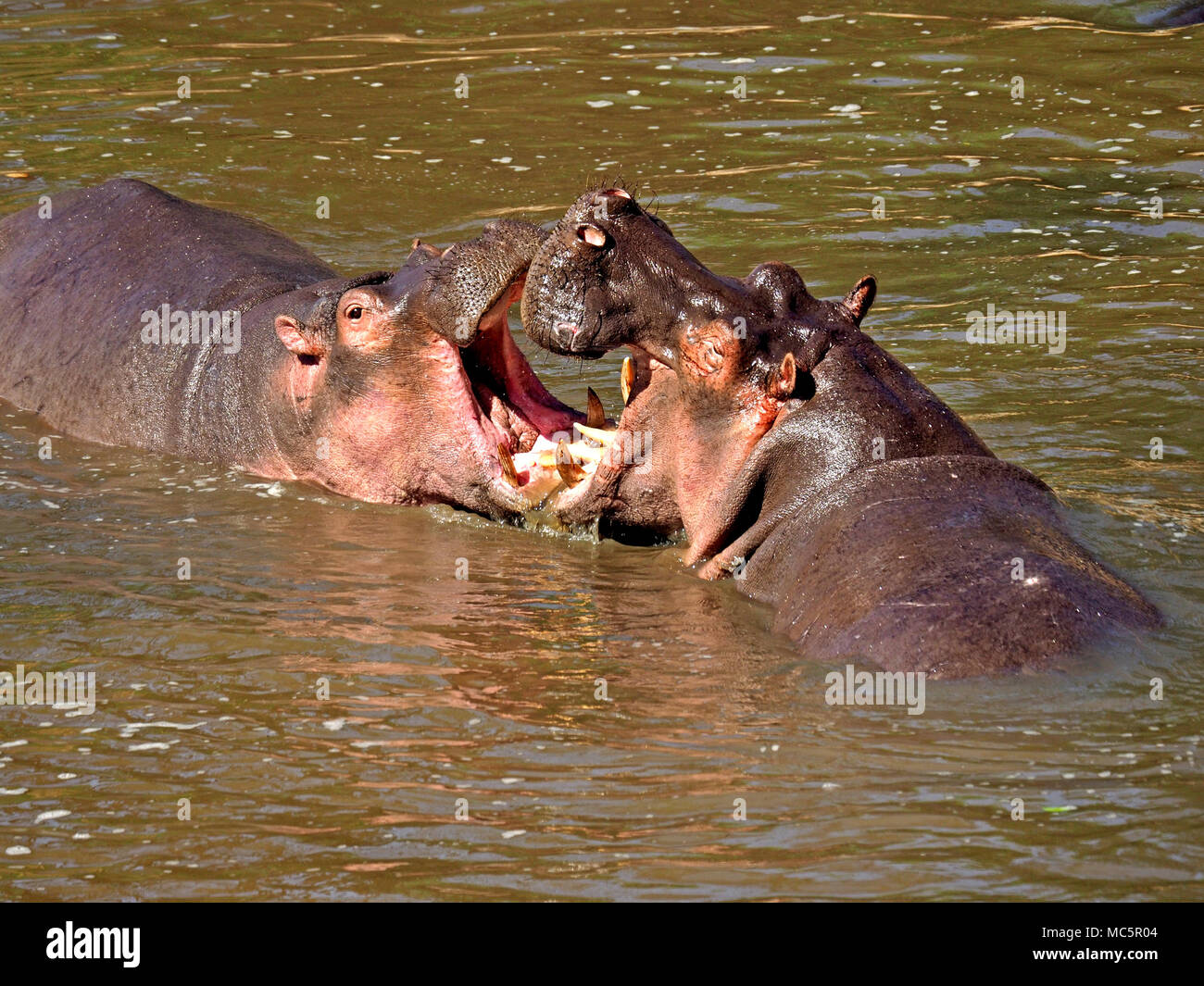 Hippo tusk hi-res stock photography and images - Alamy