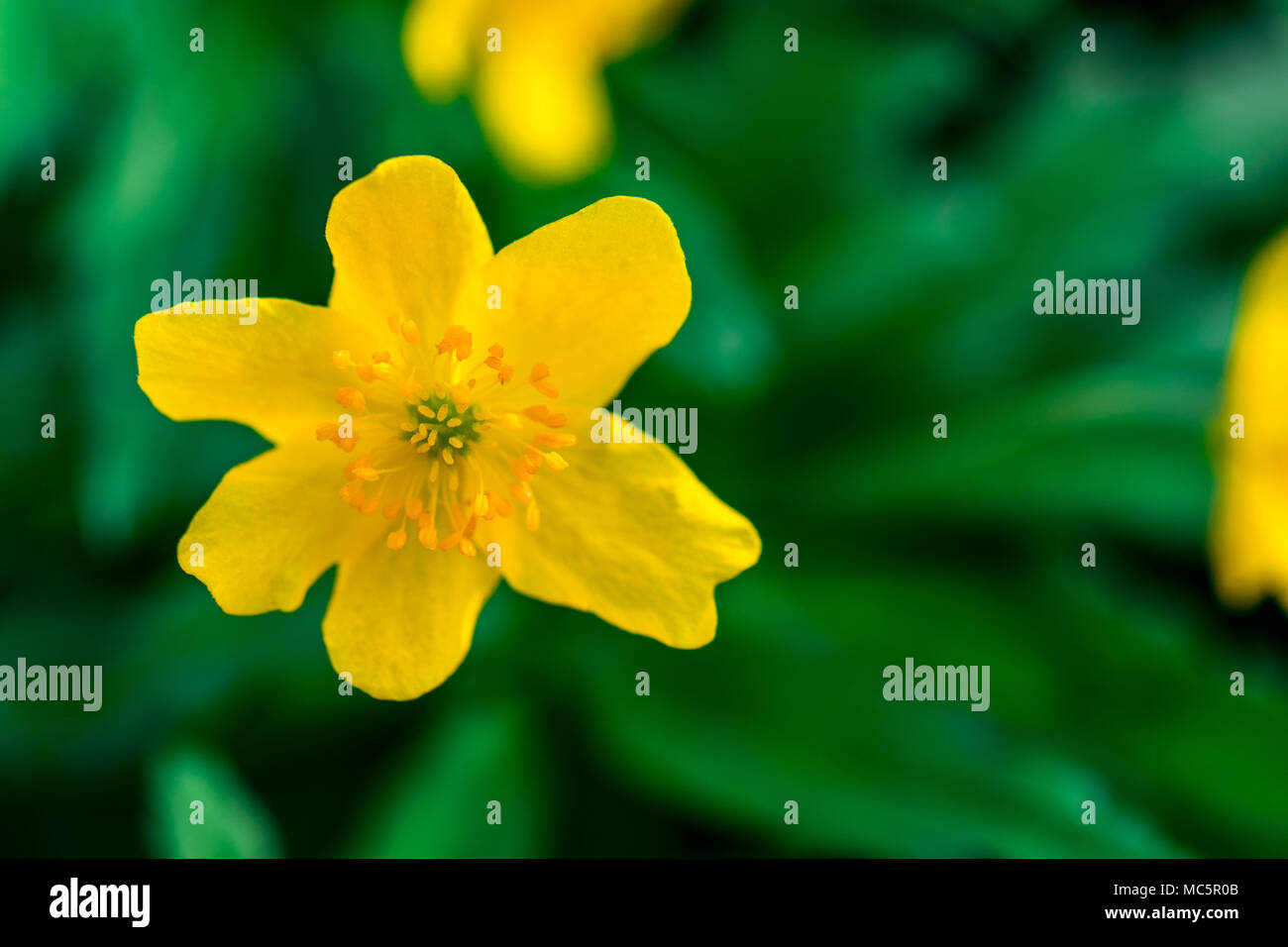 spring yellow flowers on green background. textures Stock Photo - Alamy