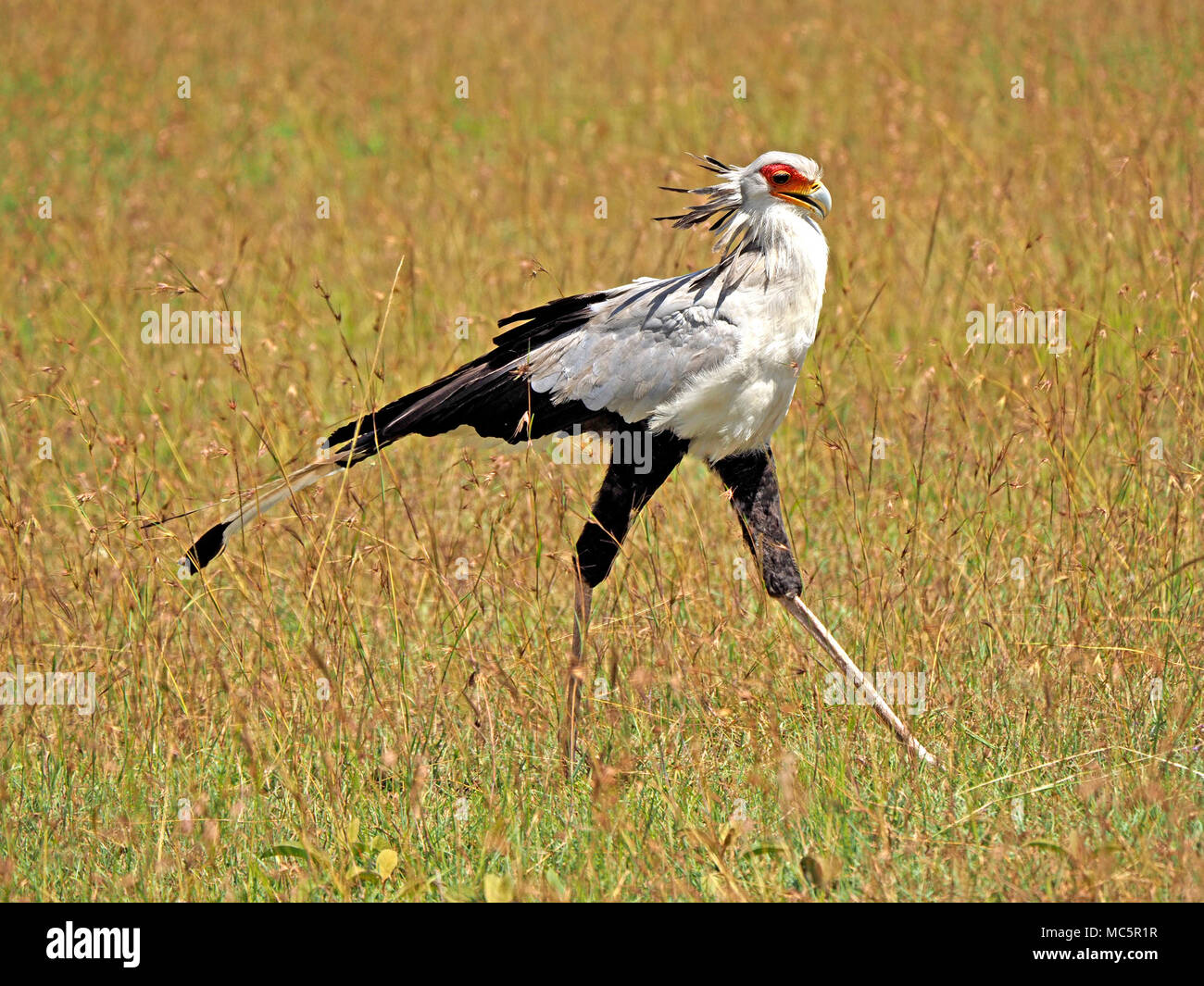 Snakes and lizards hi-res stock photography and images - Alamy