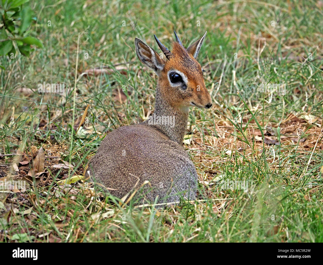 Kirk's dik dik marking hi-res stock photography and images - Alamy