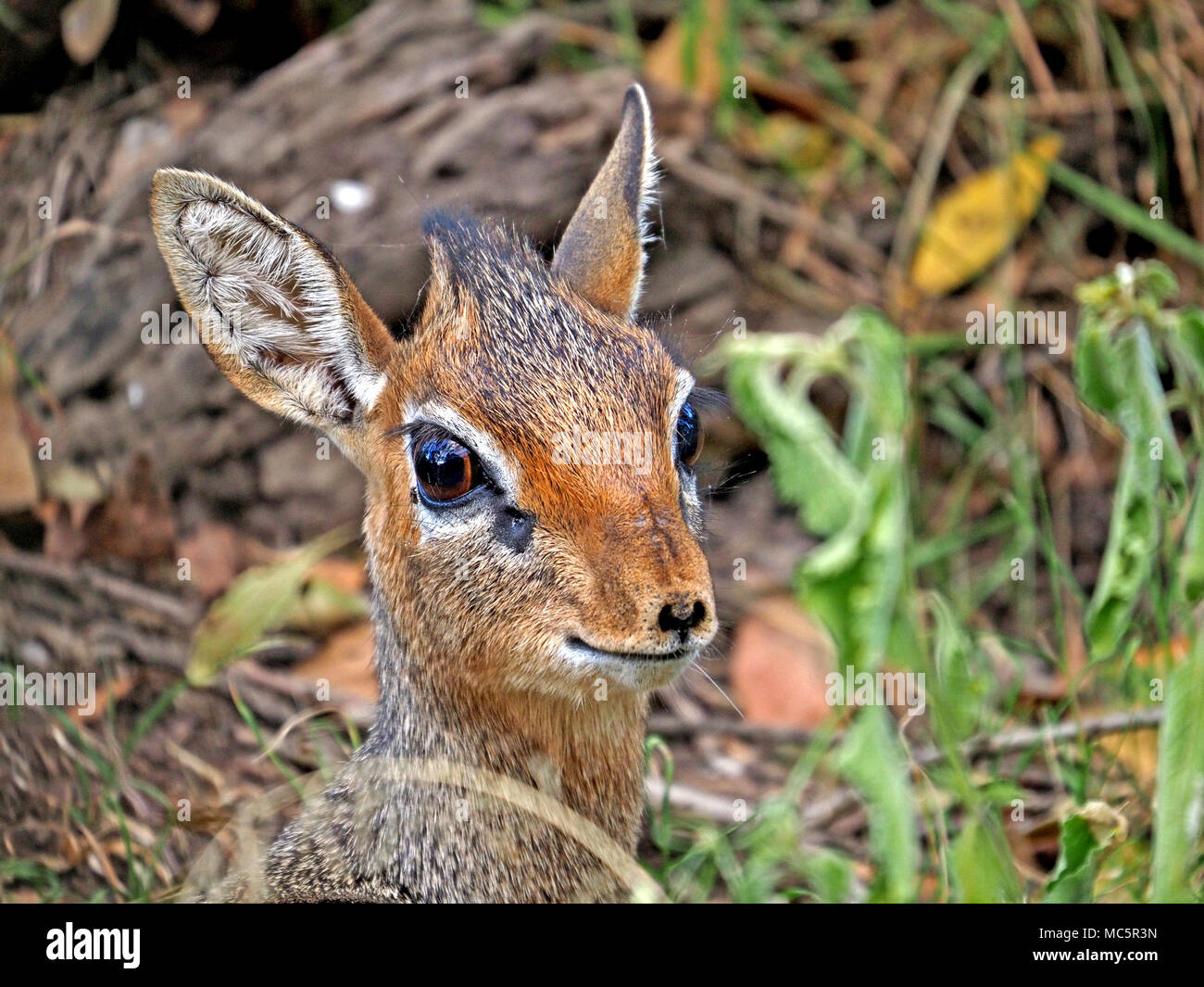 Kirk's dik dik marking hi-res stock photography and images - Alamy