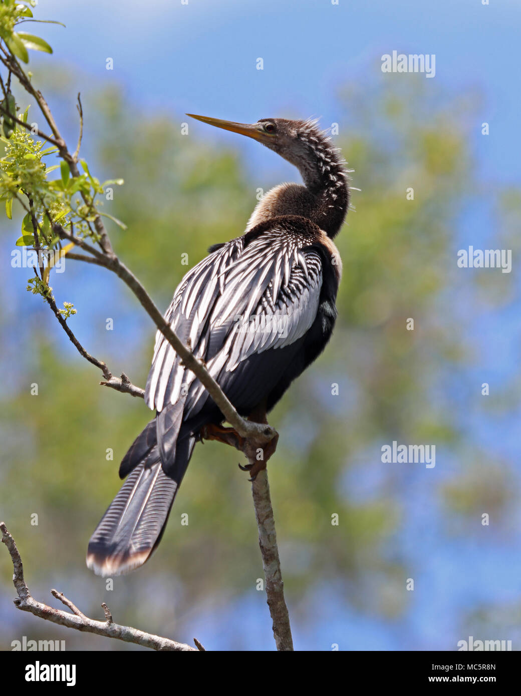 Female anhinga hi-res stock photography and images - Alamy