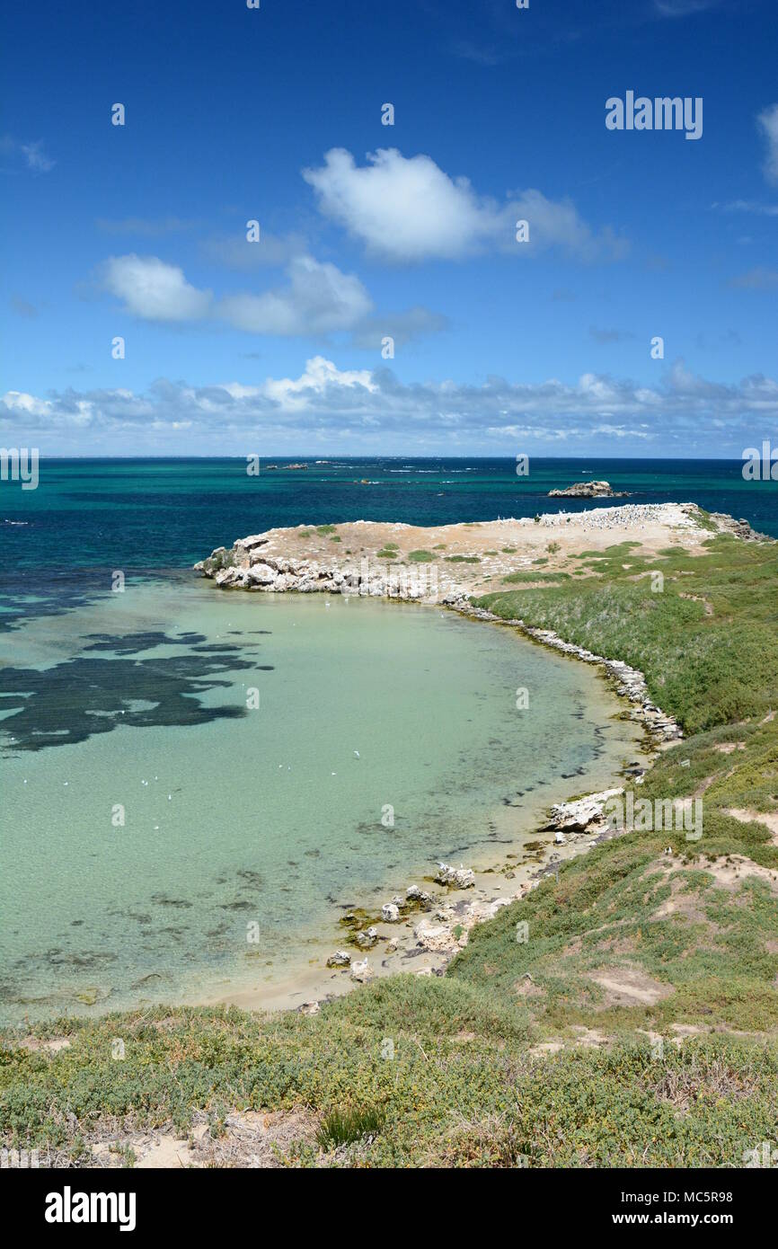 Beach in Penguin island. Shoalwater islands marine park. Rockingham ...