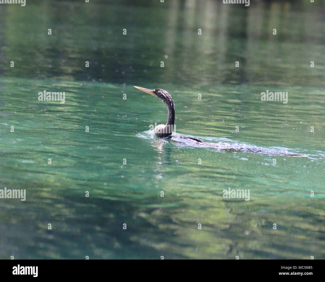 Anhinga swimming in the crystal clear water of Rainbow Springs in ...