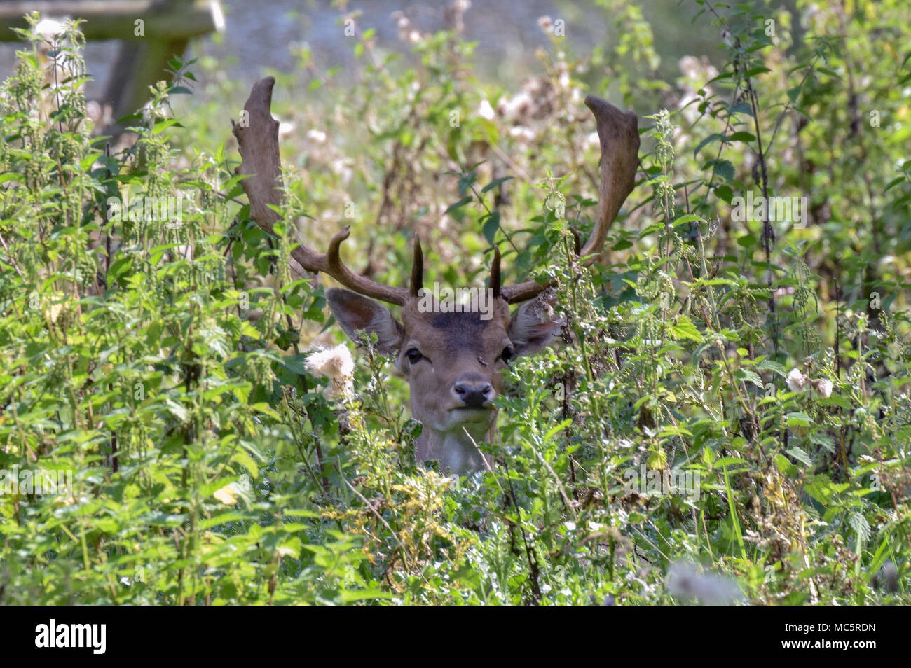Deer laying down hi-res stock photography and images - Alamy