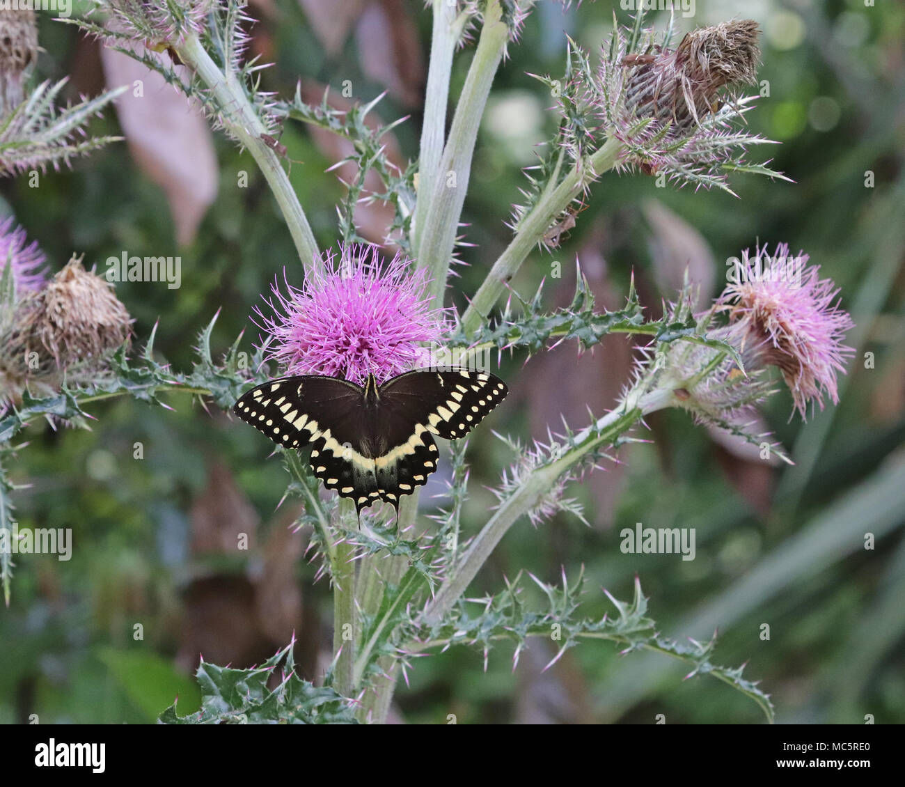 Swallowtail butterfly with wings spread on blooming thistle wildflowers ...