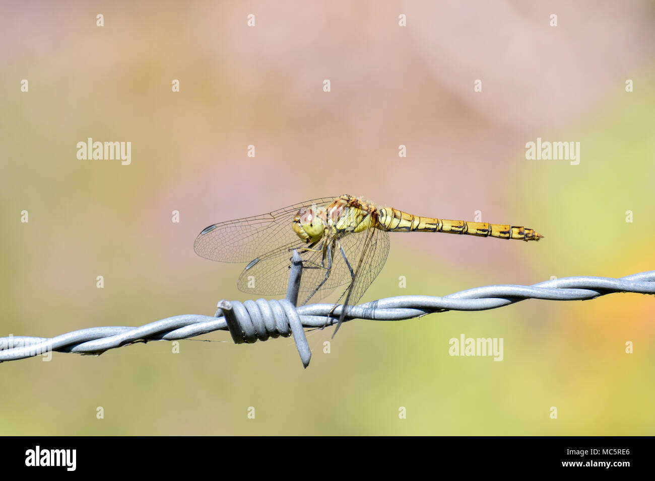 Dragonfly Barbed Wire Stock Photo - Alamy