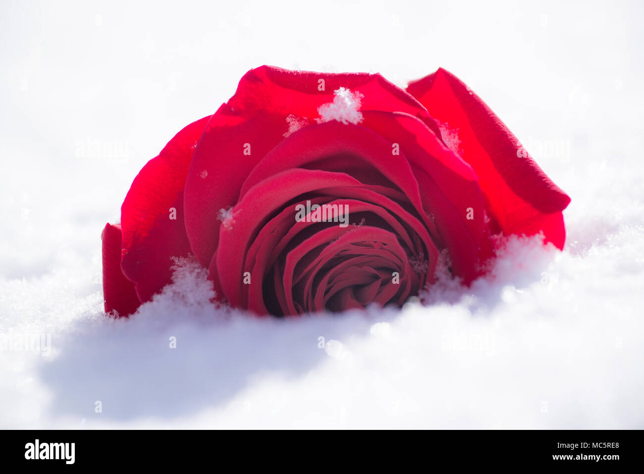 High contrast flower hi-res stock photography and images - Alamy